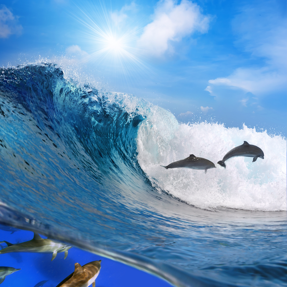 The Zetii at Play - Dolphin Way