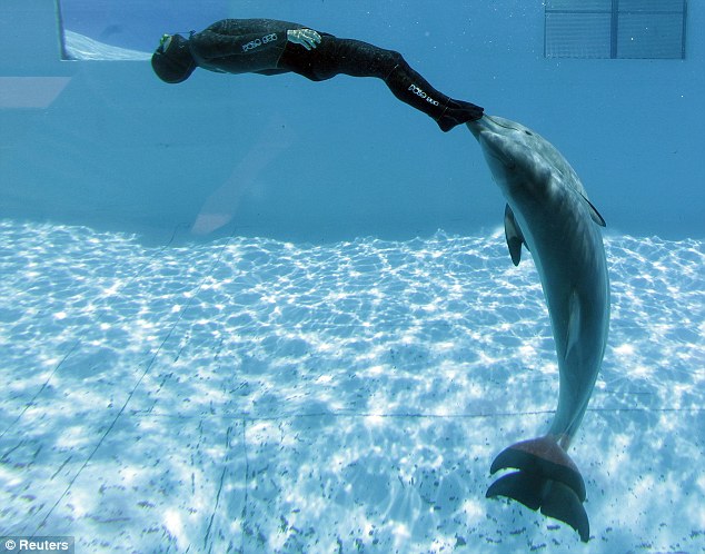 Freediver completes 13 underwater loops powered by dolphins - Dolphin Way