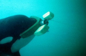 Dolphin Soldiers - Dolphin Way