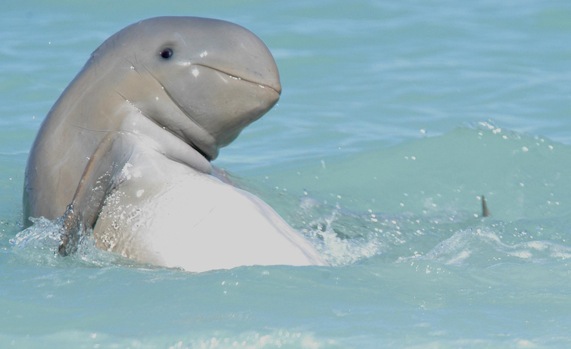 Rare dolphins killed and their bodies hidden - Dolphin Way