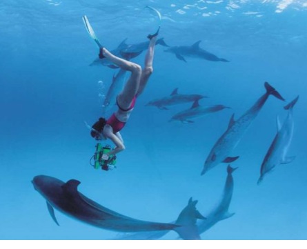 "Dolphin" - award-winning documentary - Dolphin Way