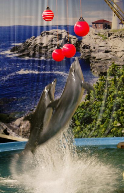 Captured dolphins in Korea - Dolphin Way