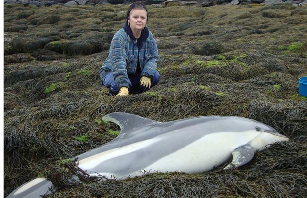 Women return stranded dolphin to Bay of Fundy - Dolphin Way