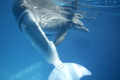 Gel for dolphins helps amputees - Dolphin Way