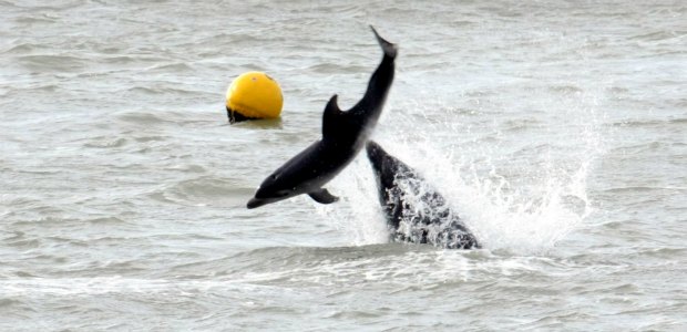 Bottlenose dolphin vs Leopard seal - Page 2 - Animal vs Animal