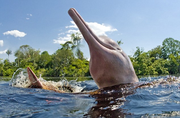 Fantastic Pink Dolphin photos - Dolphin Way