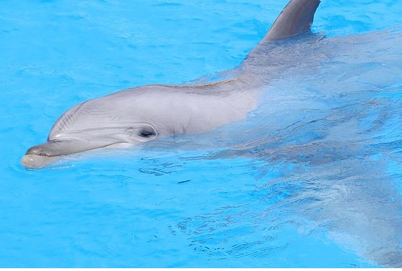 Rave kills dolphin - Dolphin Way