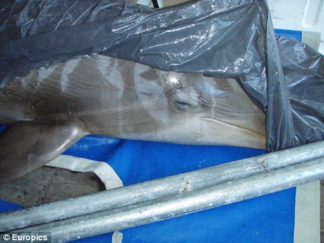 Dolphins 'fed drugs by ravers' - Dolphin Way