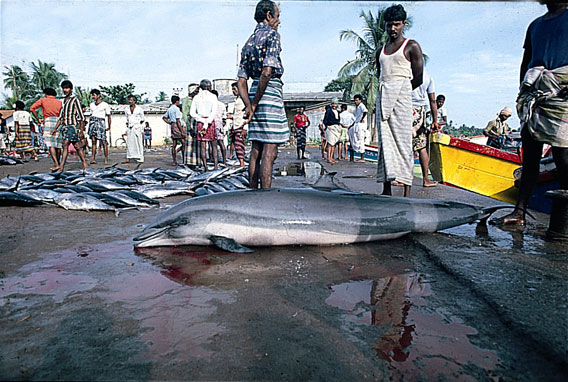 87 marine mammals still eaten by people - Dolphin Way