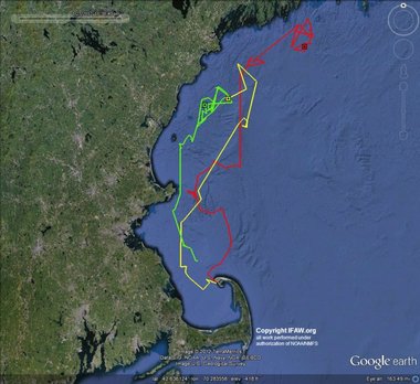 Scientists mystified by largest dolphin stranding in northeast US in 20 ...