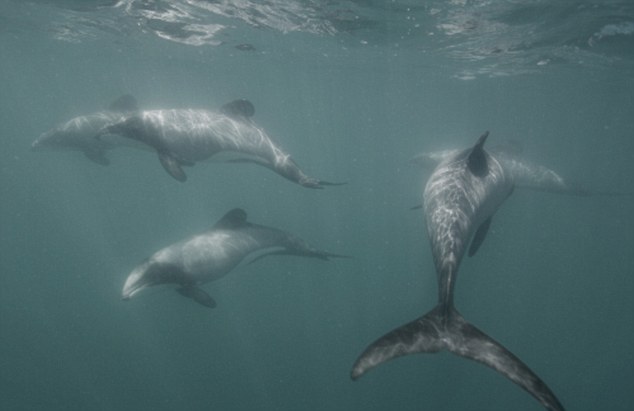 World's smallest dolphin facing extinction - Dolphin Way