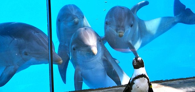 Dolphins fascinated by penguin - Dolphin Way