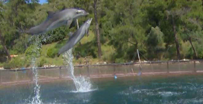 Rescued dolphins to be released following years of abuse - Dolphin Way