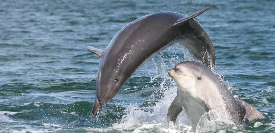 Small and isolated dolphin populations are under threat - Dolphin Way