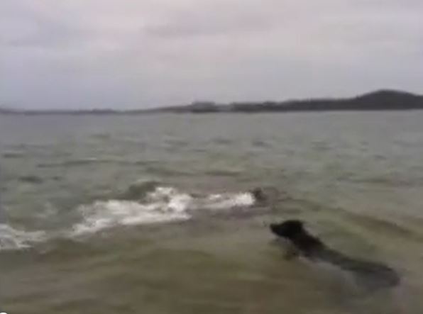 Puppy Befriends Pod Of Playful Dolphins - Dolphin Way