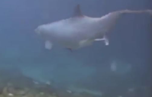 Dolphin giving birth in the sea on video - Dolphin Way