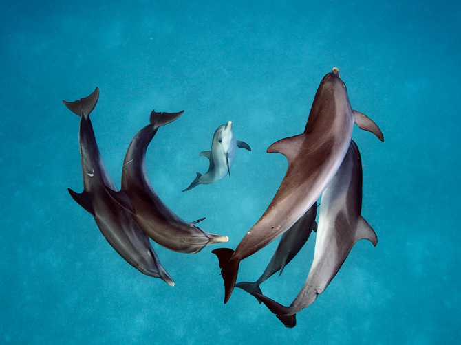 National Geographic features communication between humans and dolphins ...