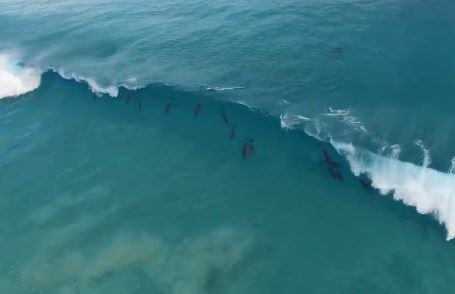 Dolphins surfing and playing in the waves - HD - Dolphin Way