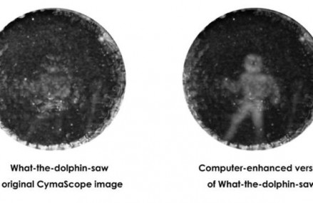 The Dolphin Way Blog - Page 3 of 77 - Dolphin Way