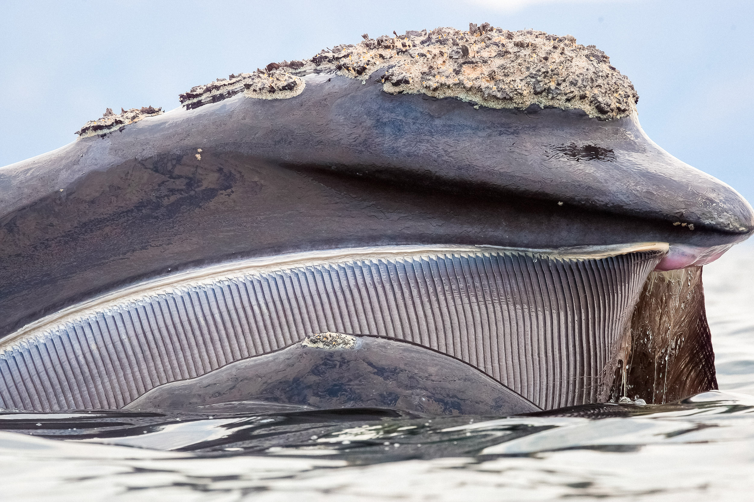 Loss Of Teeth Key In Whale Evolution Dolphin Way Loss Of Teeth Key In Whale Evolution Dolphin Way