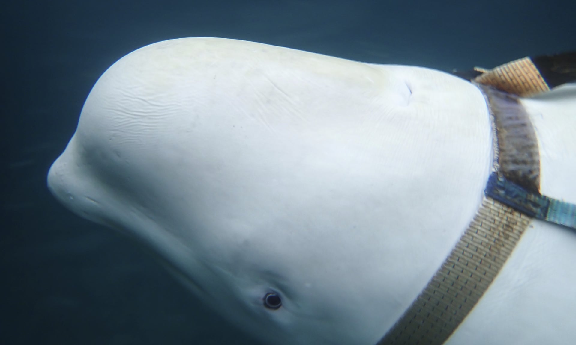 'Russian spy' whale has defected to Norway, locals claim - Dolphin Way