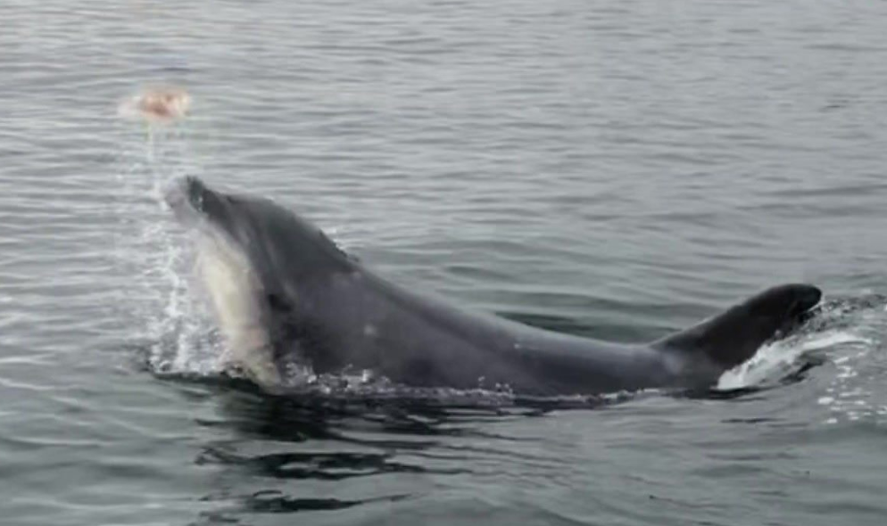 Dolphin spotted juggling with jellyfish - Dolphin Way