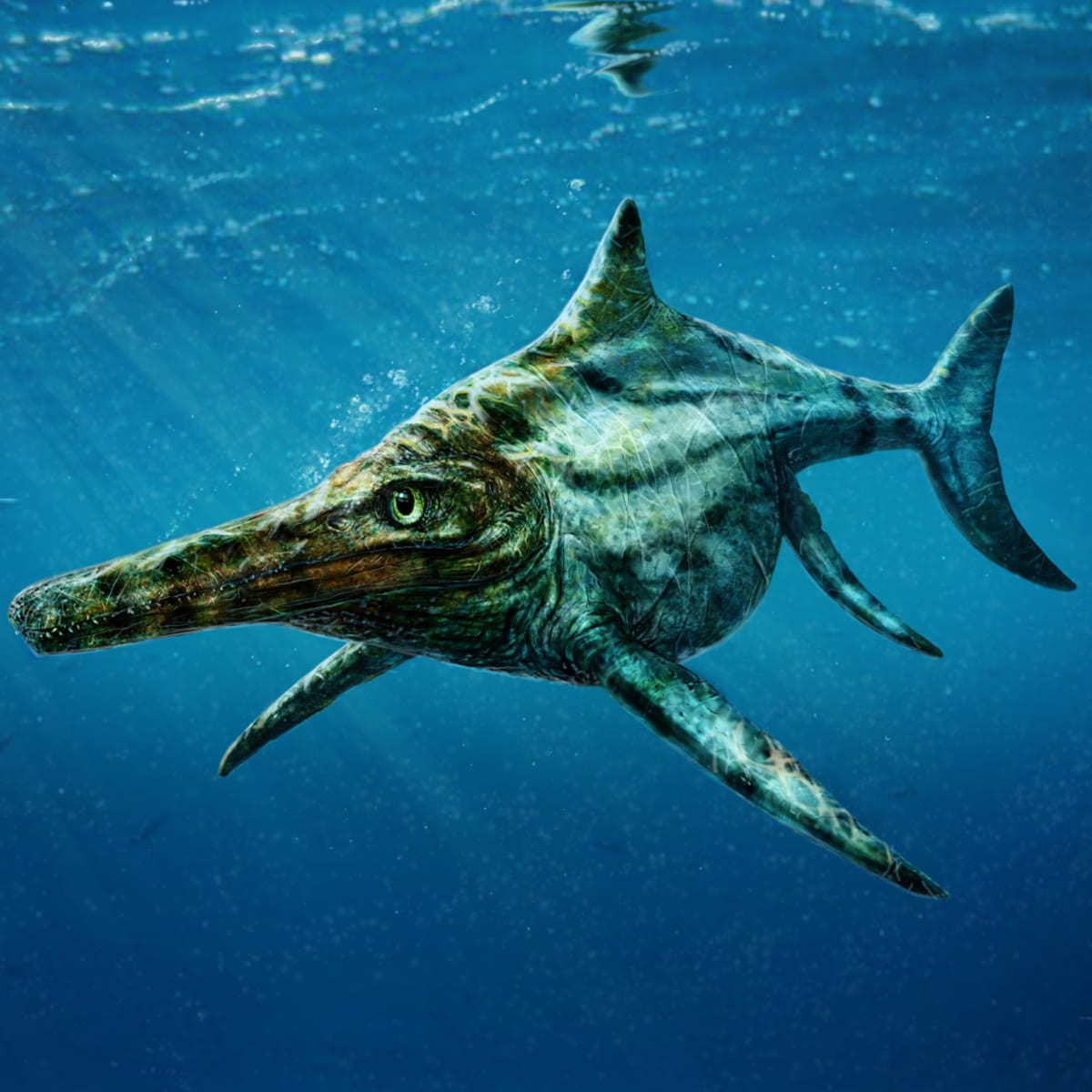 Dolphins' ancestors evolved pebble-shaped teeth to crush shellfish ...